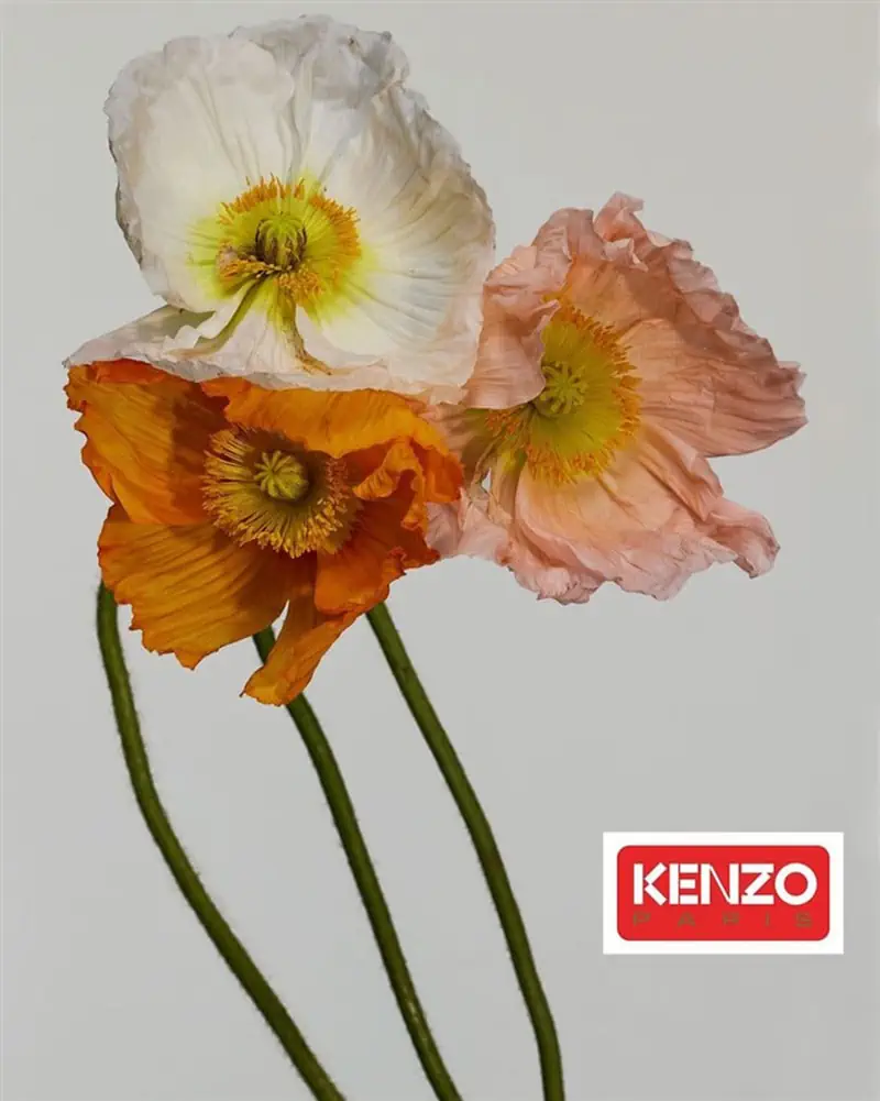 Kenzo Spring/Summer 2023 Campaign - fashionotography